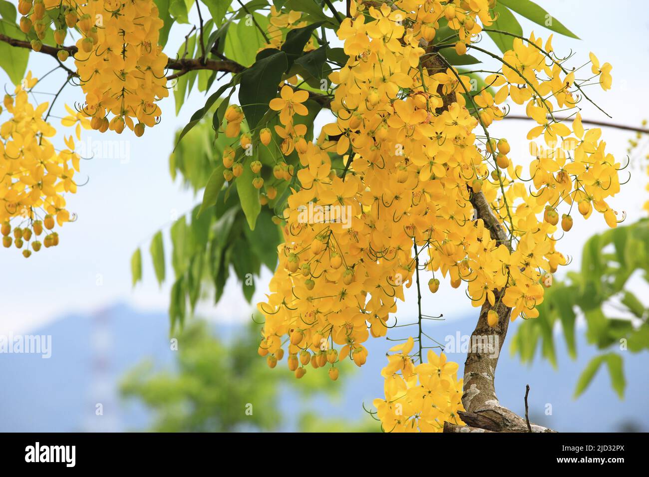 Indian senna plant hi-res stock photography and images - Alamy