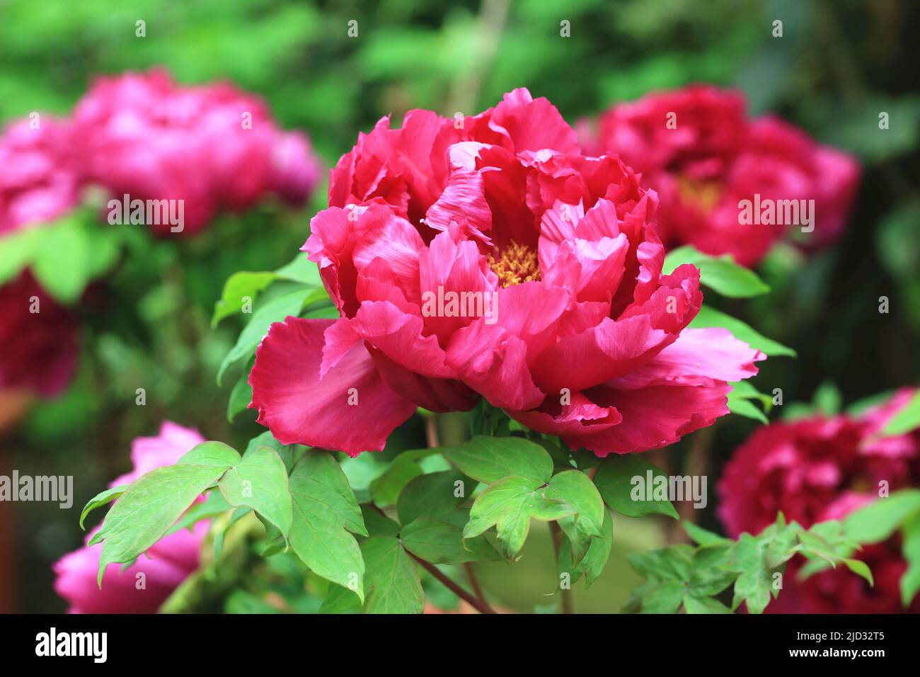 blooming red Peony flowers,close-up of red Peony flowers blooming in ...
