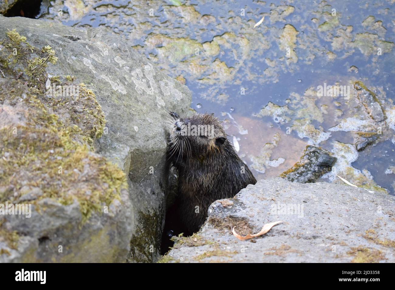 Nutria at a pond Stock Photo - Alamy