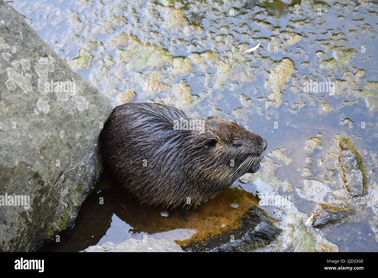 Nutria at a pond Stock Photo - Alamy