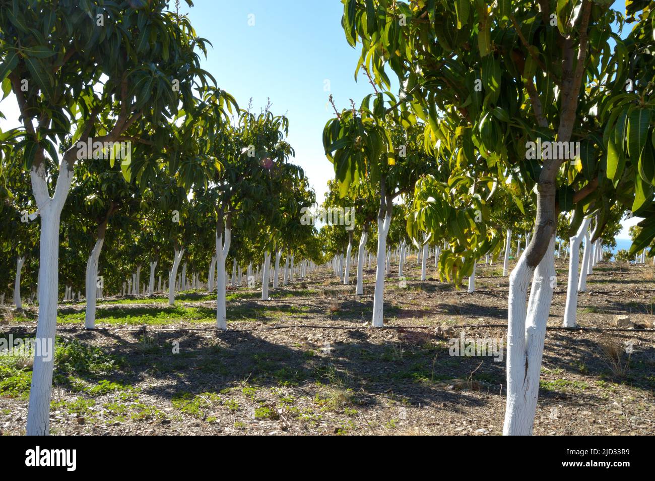 Mangifera indica mango trees in hi-res stock photography and images - Alamy