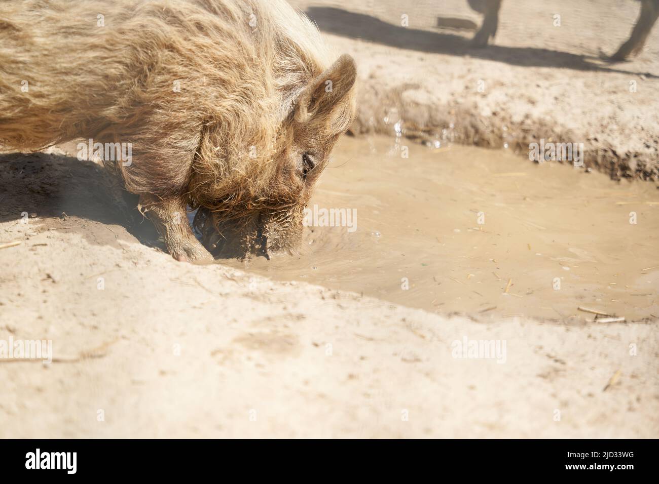 What a monkey heat hi-res stock photography and images - Alamy
