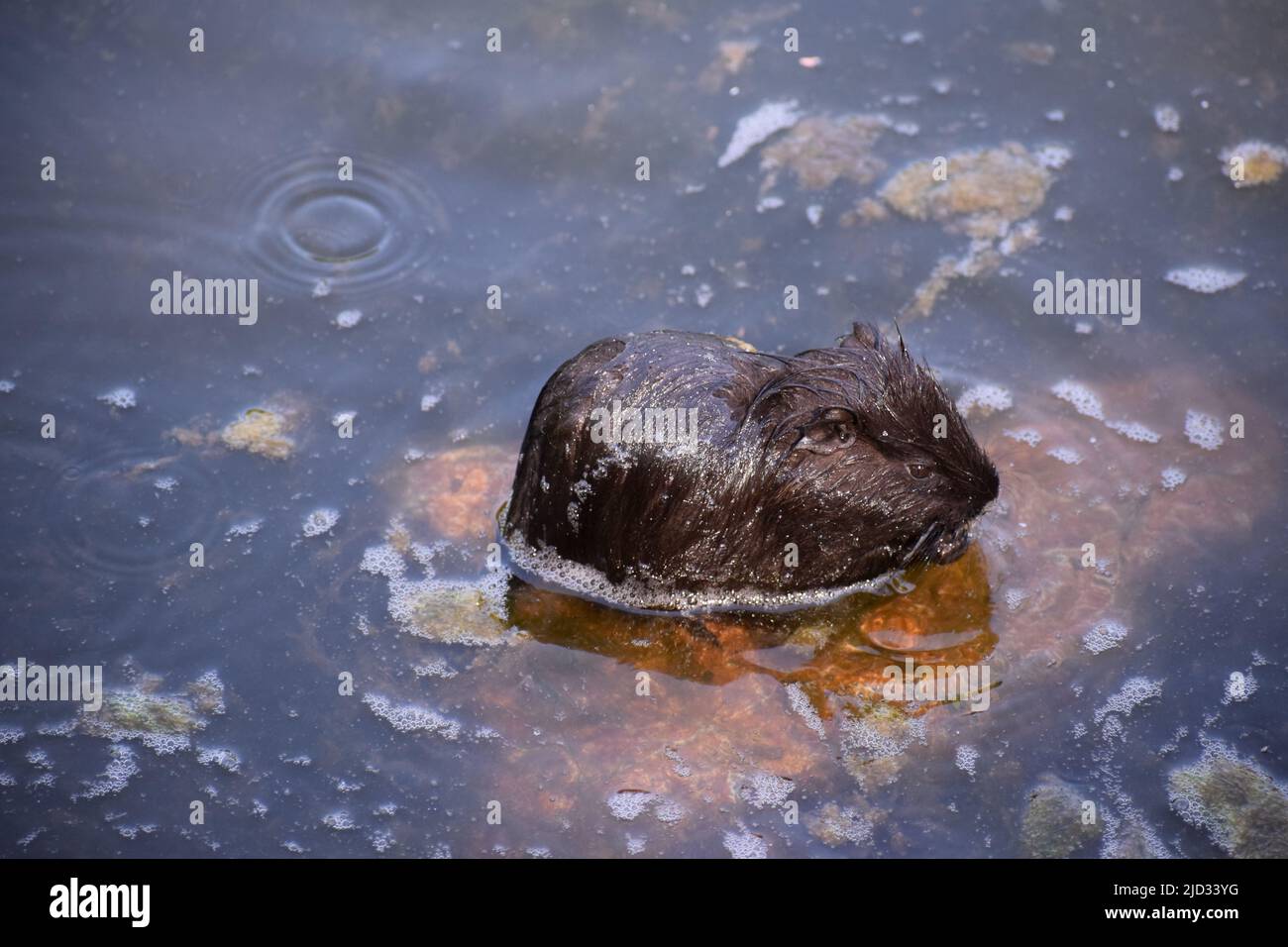 Nutria babies hi-res stock photography and images - Alamy