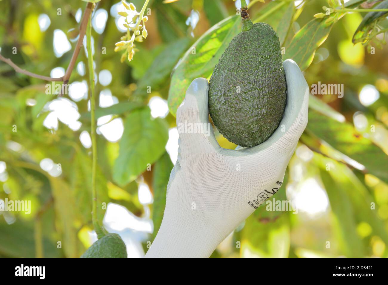Worker picking a avocado hass fruit Stock Photo - Alamy