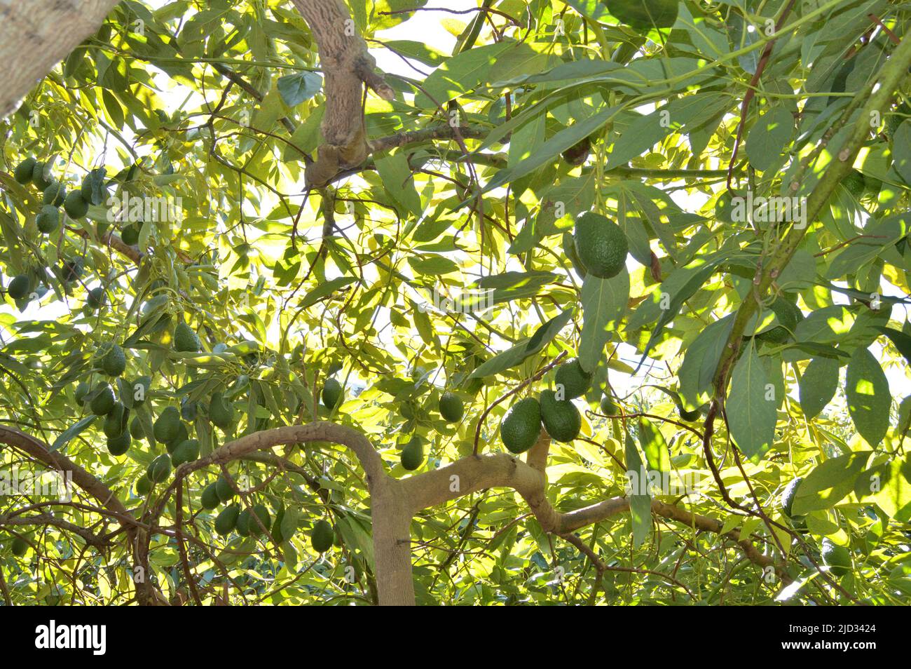 Avocados hass fruit hanging in a tropical plantation Stock Photo - Alamy