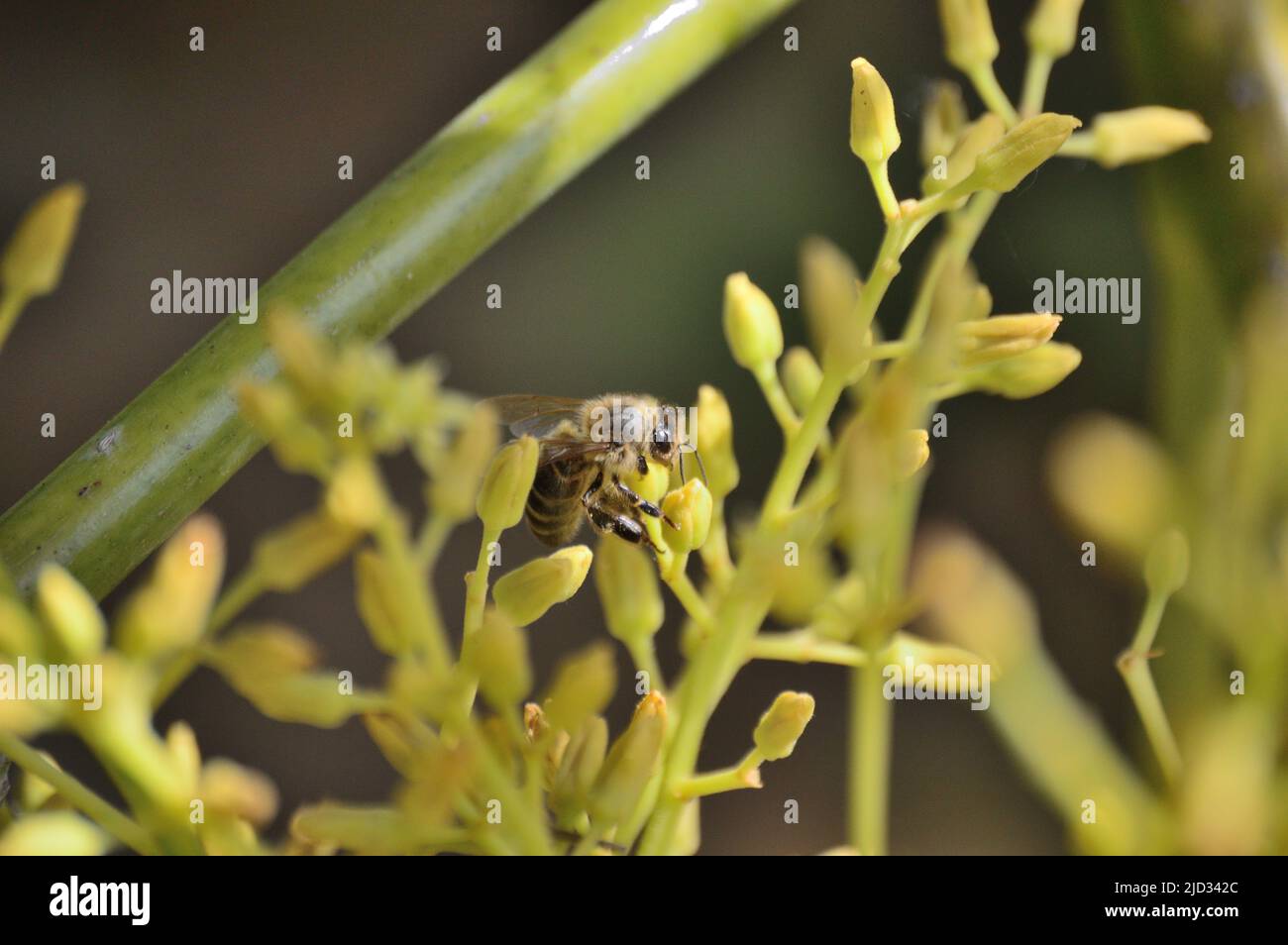 Pollination process hi-res stock photography and images - Alamy