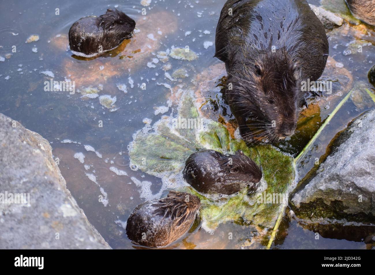 Nutria myocastor coypus underwater hi-res stock photography and images ...