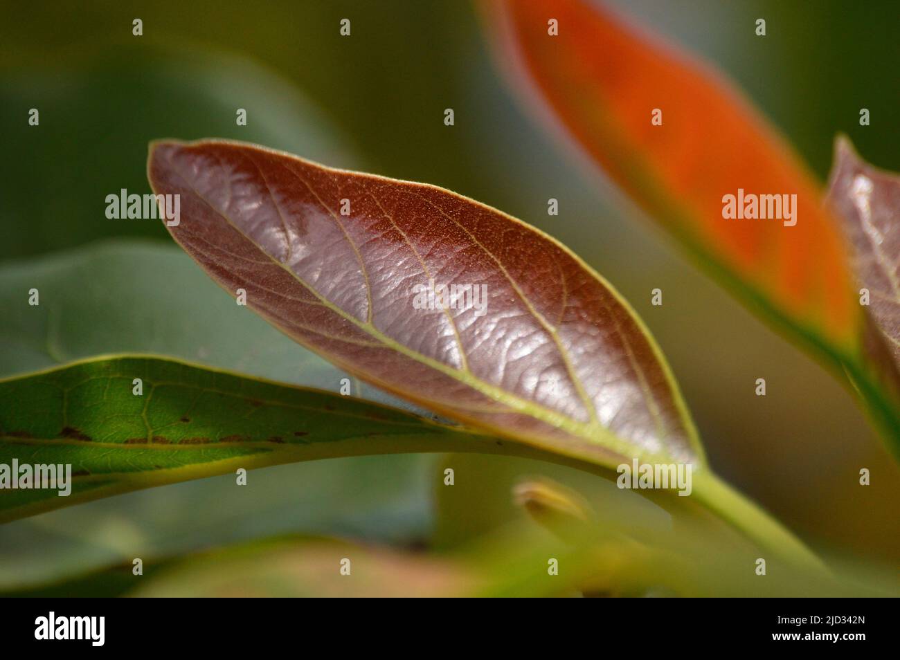 Leaf of a mango tree, macro Stock Photo - Alamy
