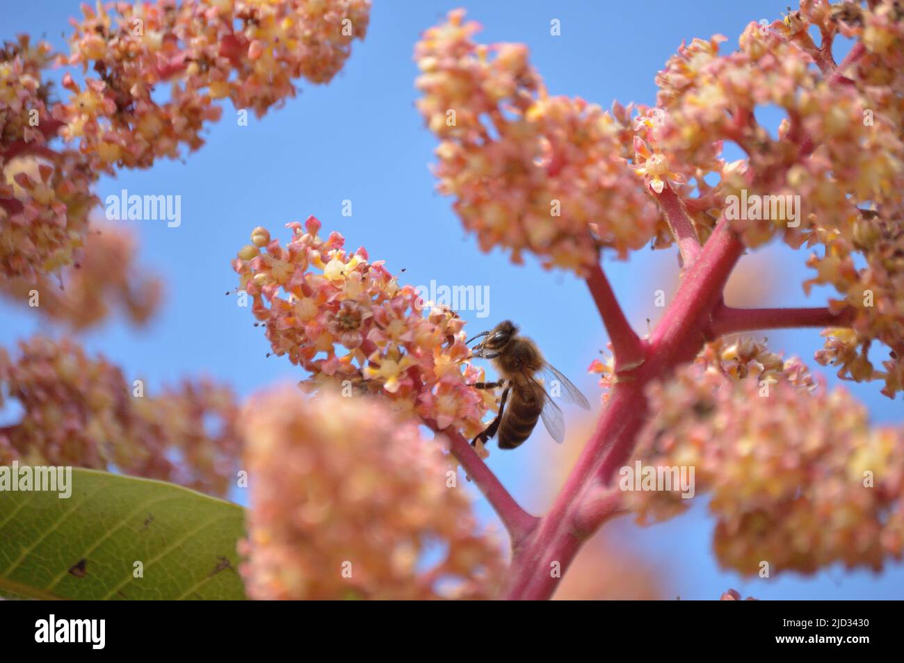 Bee in mango flowers, pollination Stock Photo - Alamy
