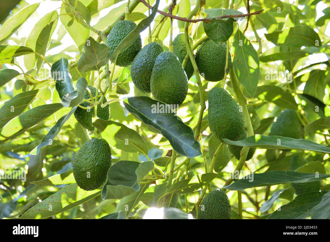 Avocados hanging in a avocado tree Stock Photo - Alamy