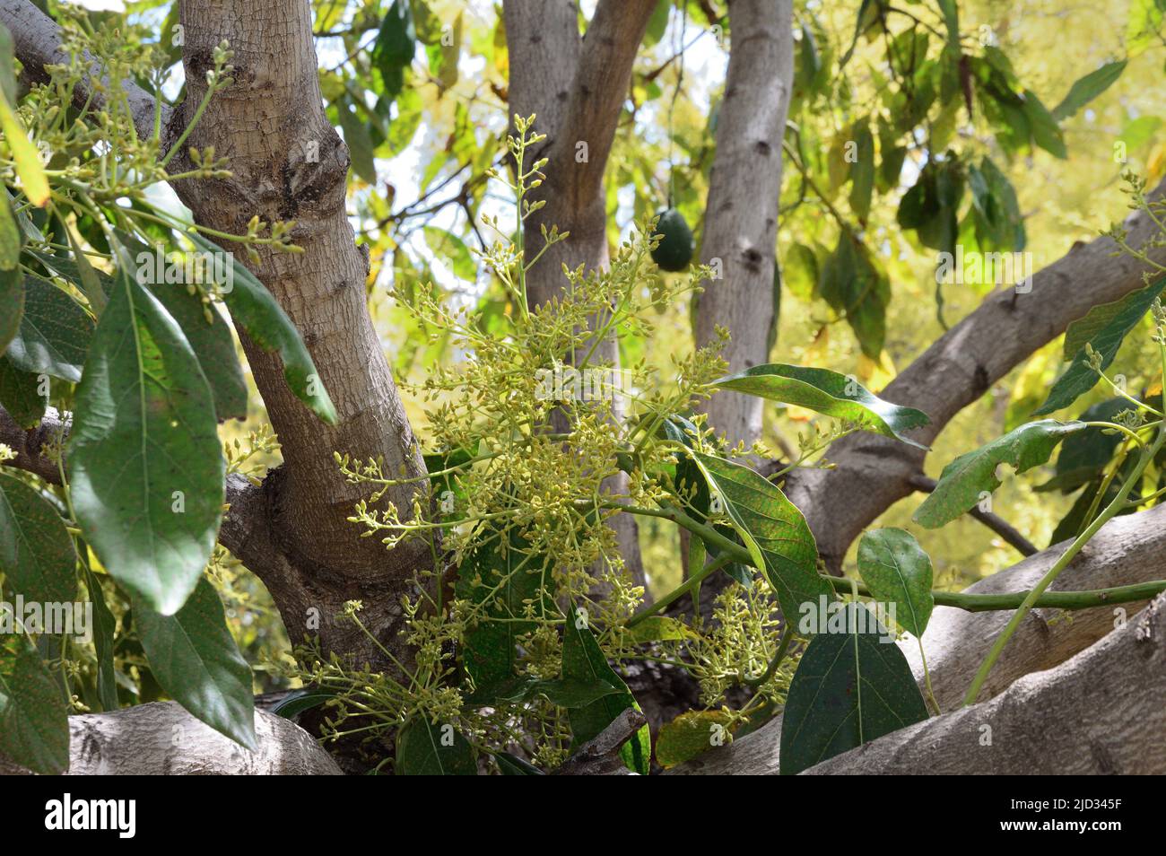 Avocado flower in a avocado tree Stock Photo - Alamy