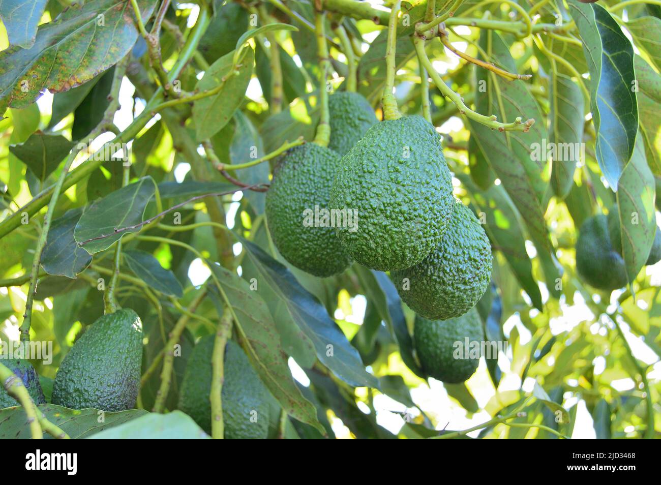 Avocados for export hi-res stock photography and images - Alamy