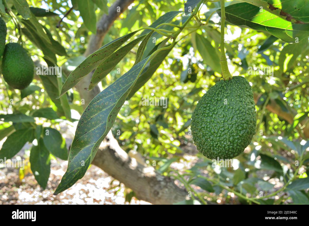 Natural hass avocado hanging in a avocado tree Stock Photo - Alamy