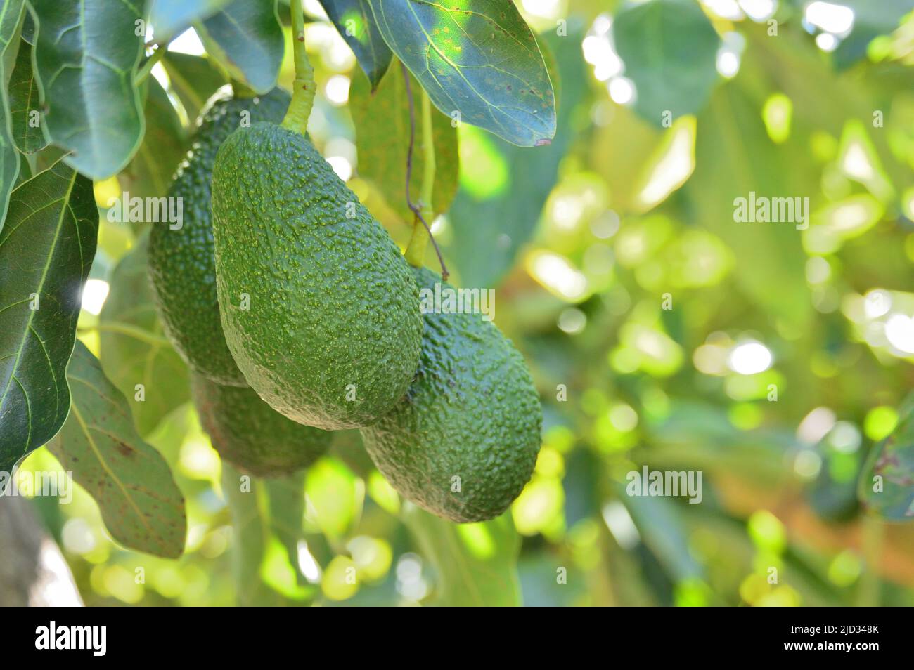 Avocados in a branch of a avocado tree Stock Photo - Alamy