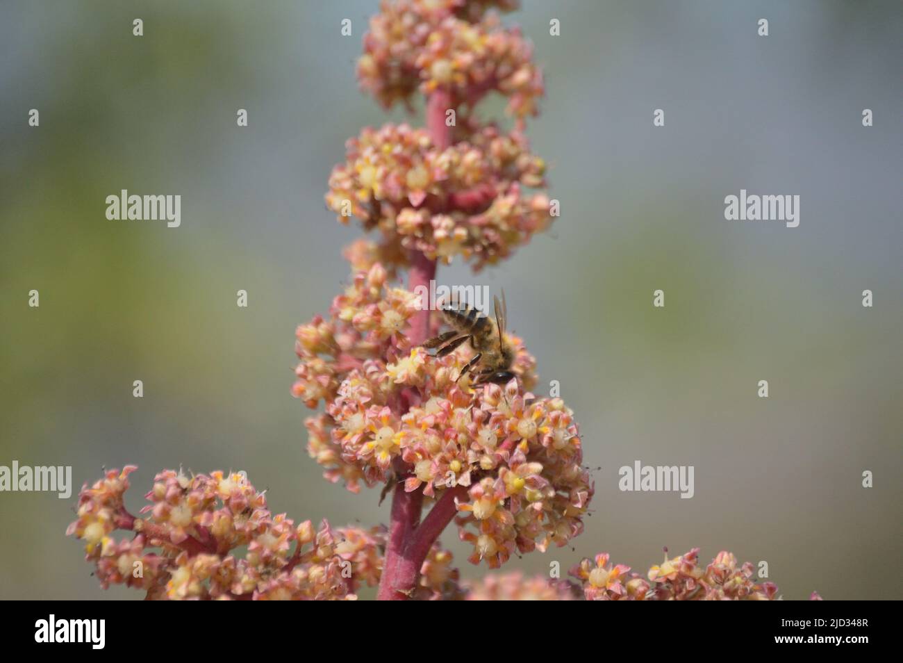 Bee in mango flower, pollination Stock Photo - Alamy