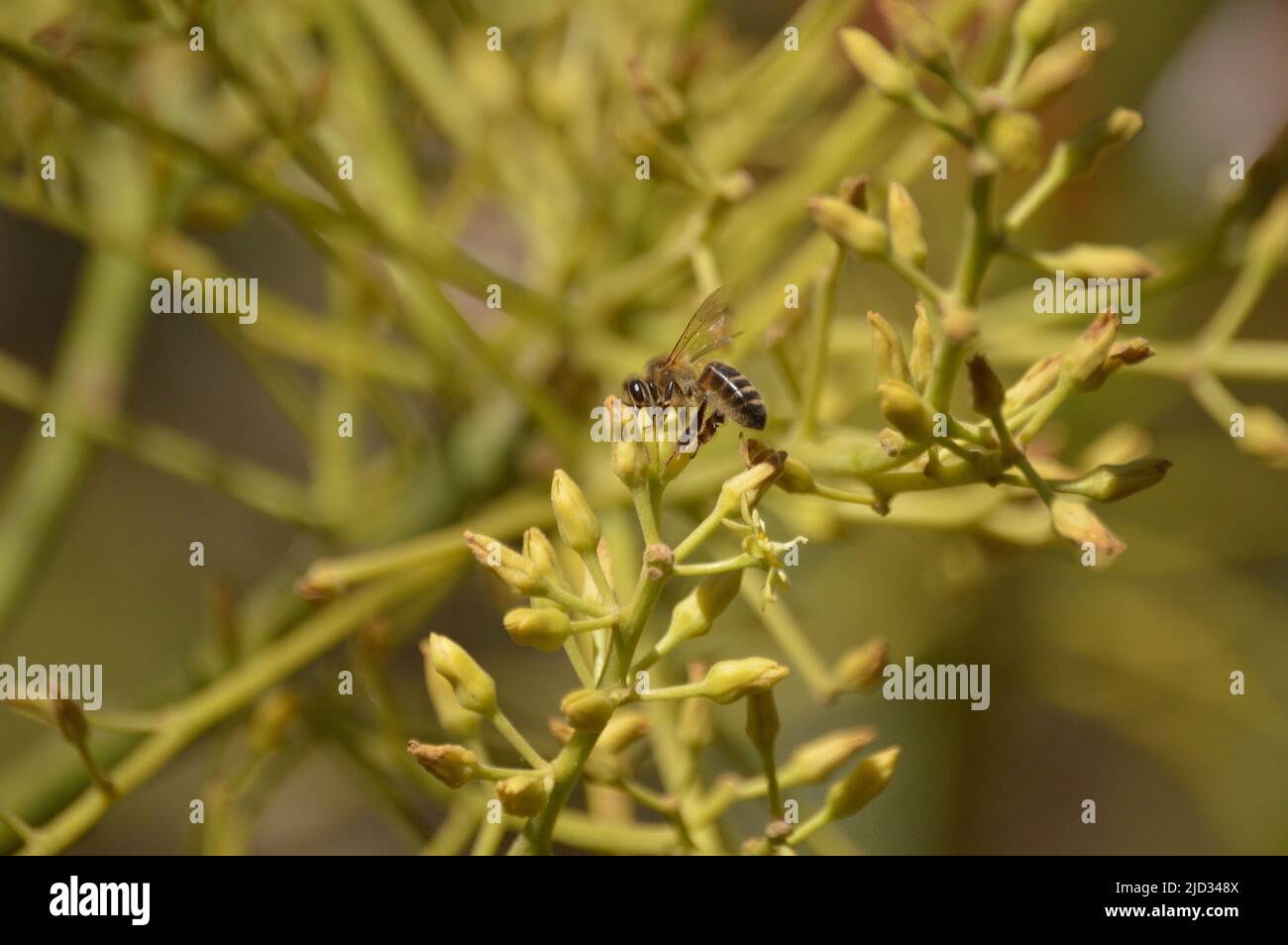 Bee in avocado flower in pollination Stock Photo - Alamy