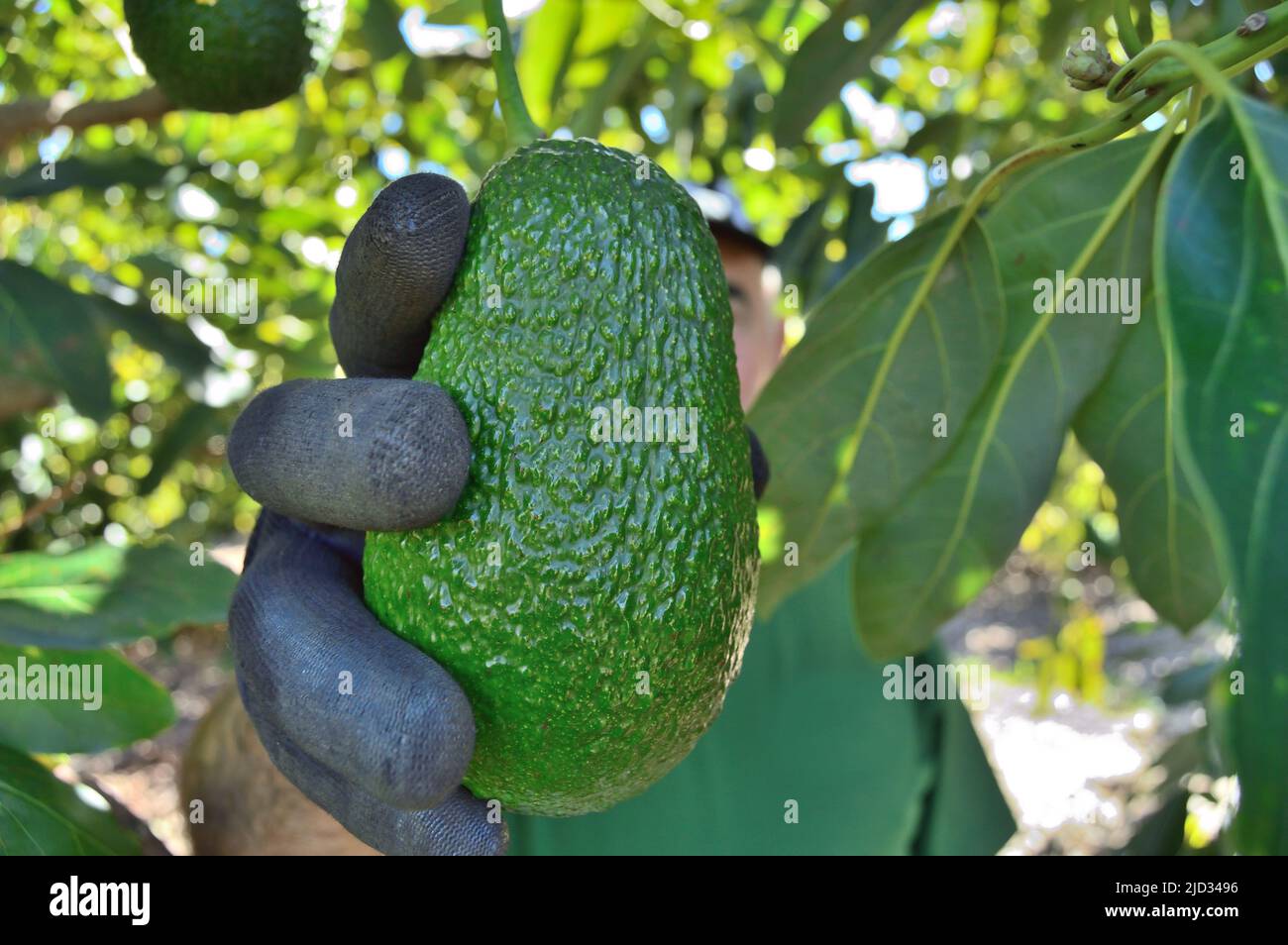 Aguacates hass hi-res stock photography and images - Alamy