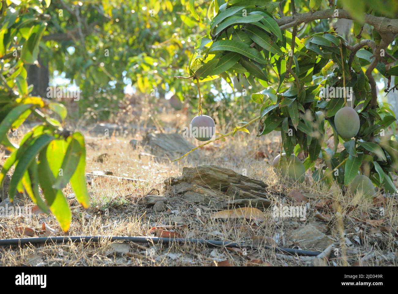Mangoes hanging in mango trees in agricultural plantation Stock Photo ...