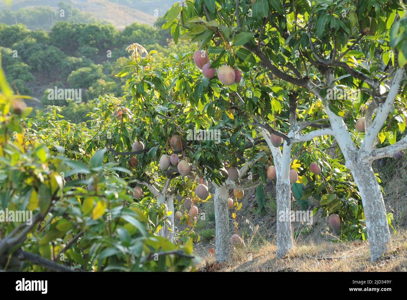Mango hanging in mango trees in a fruit trees plantation Stock Photo ...