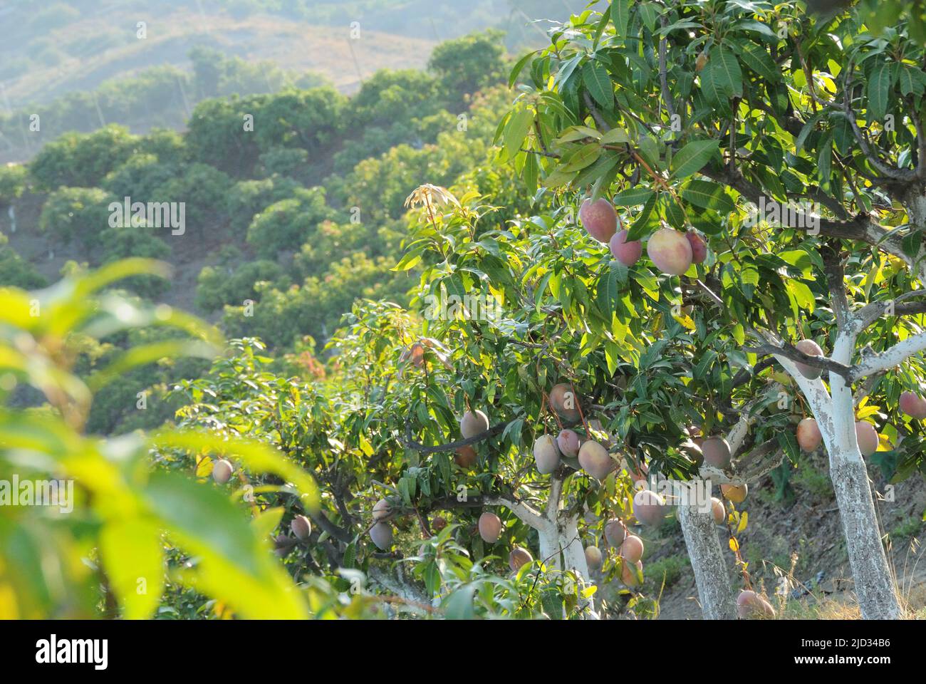 Mangoes hanging in trees in a fruit trees plantation Stock Photo - Alamy