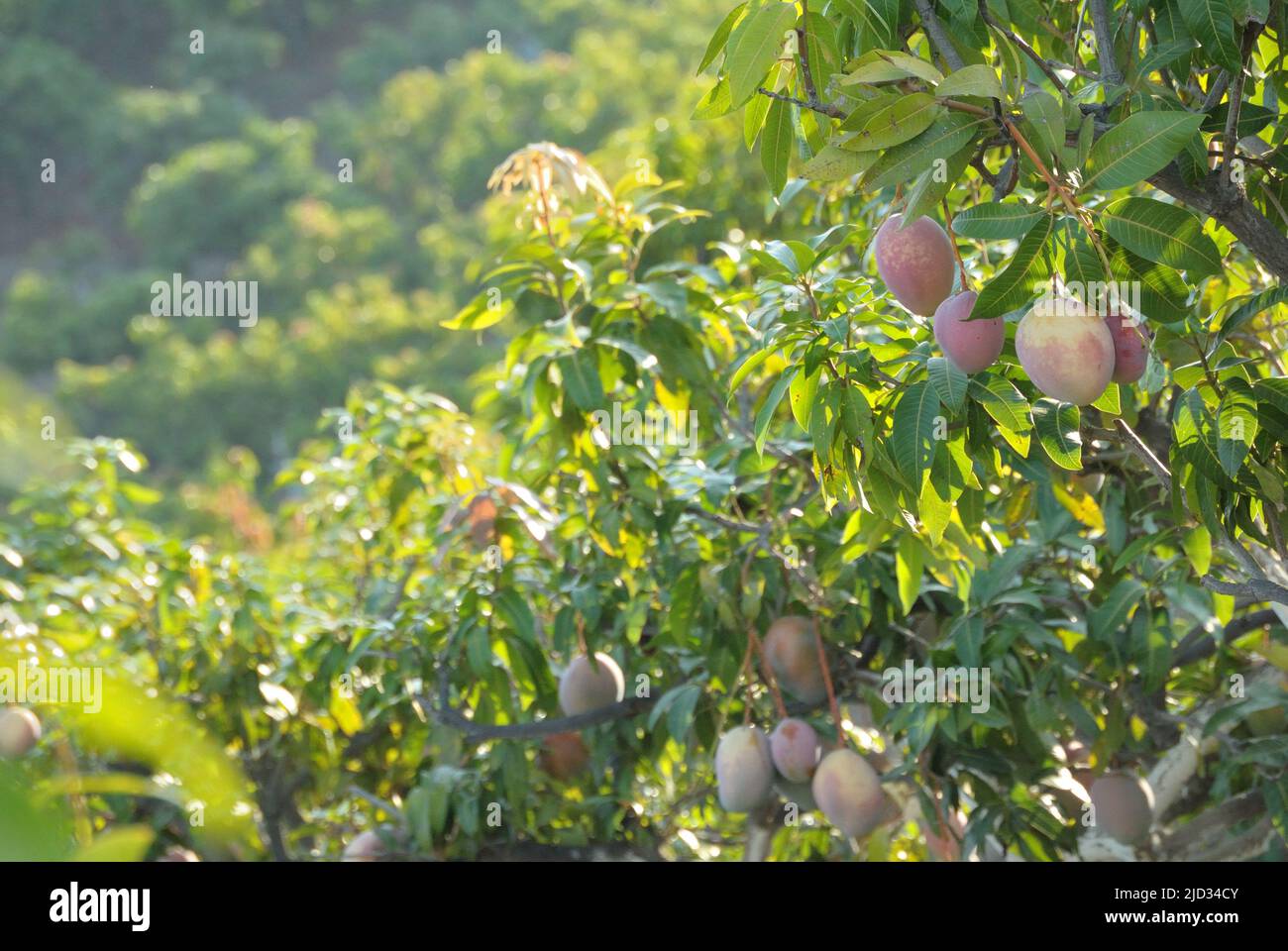 Mangoes in a tree hi-res stock photography and images - Alamy