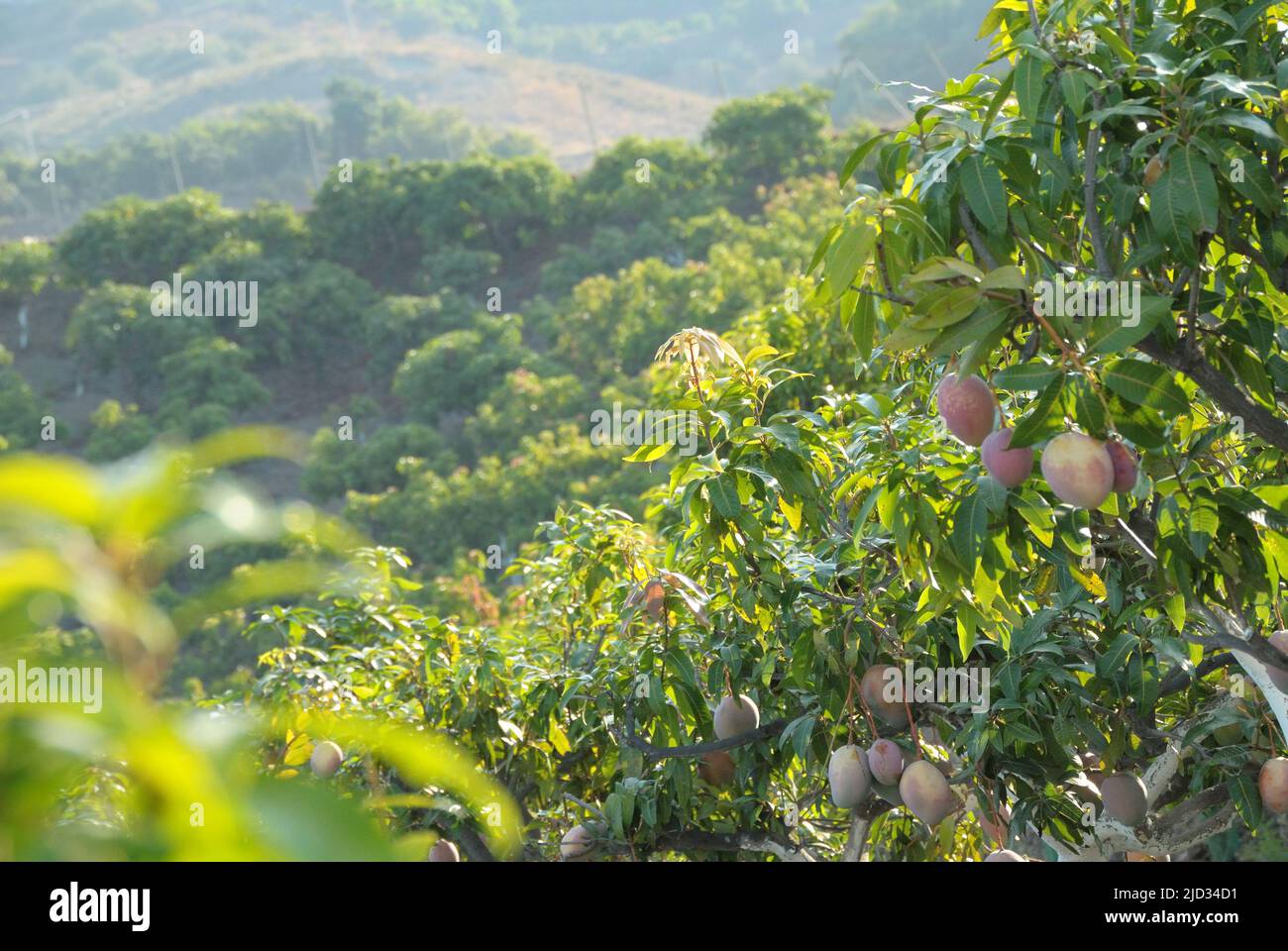 Mango hanging in mango trees in a fruit trees plantation Stock Photo ...