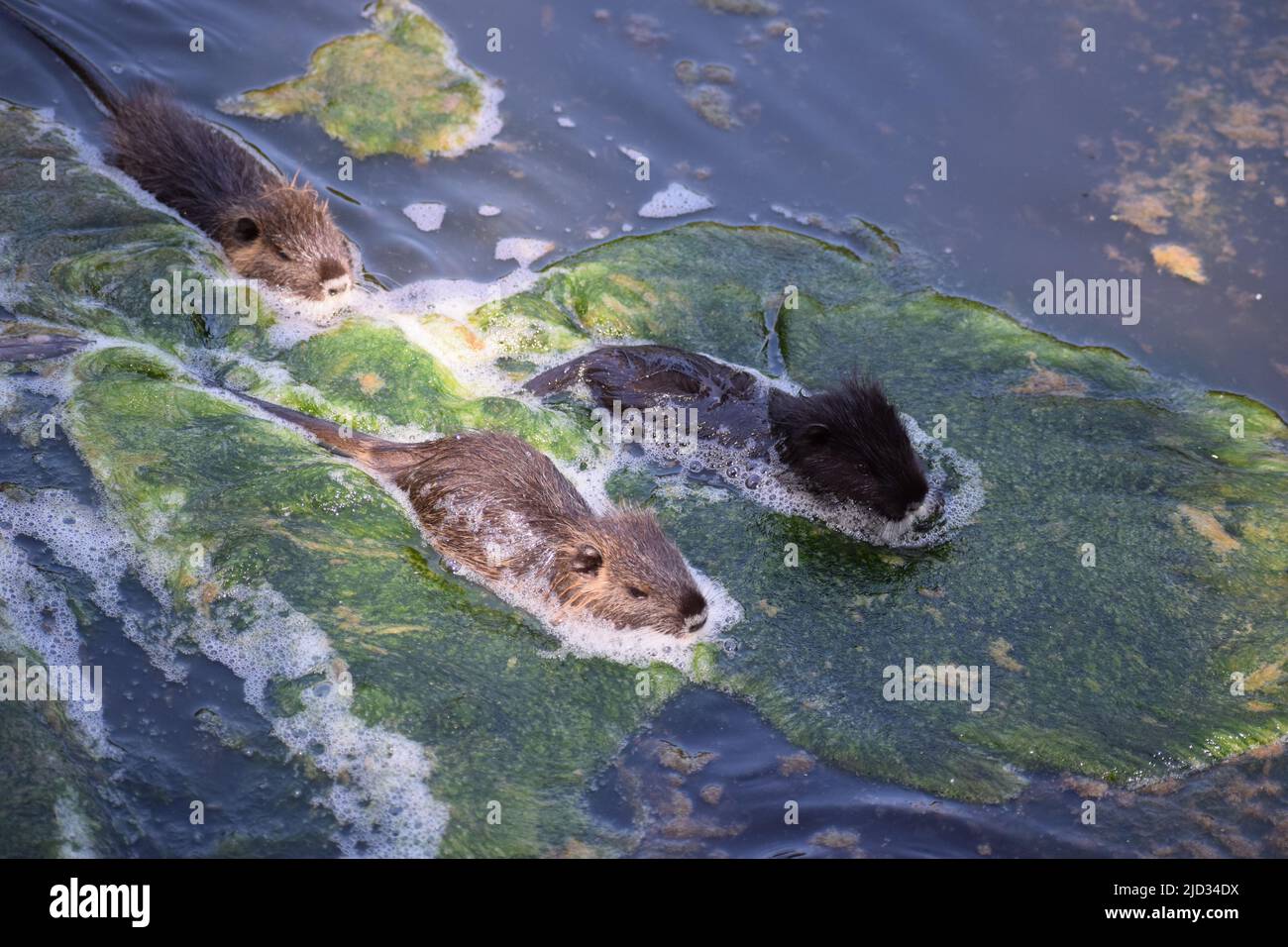 Nutria myocastor coypus underwater hi-res stock photography and images - Alamy