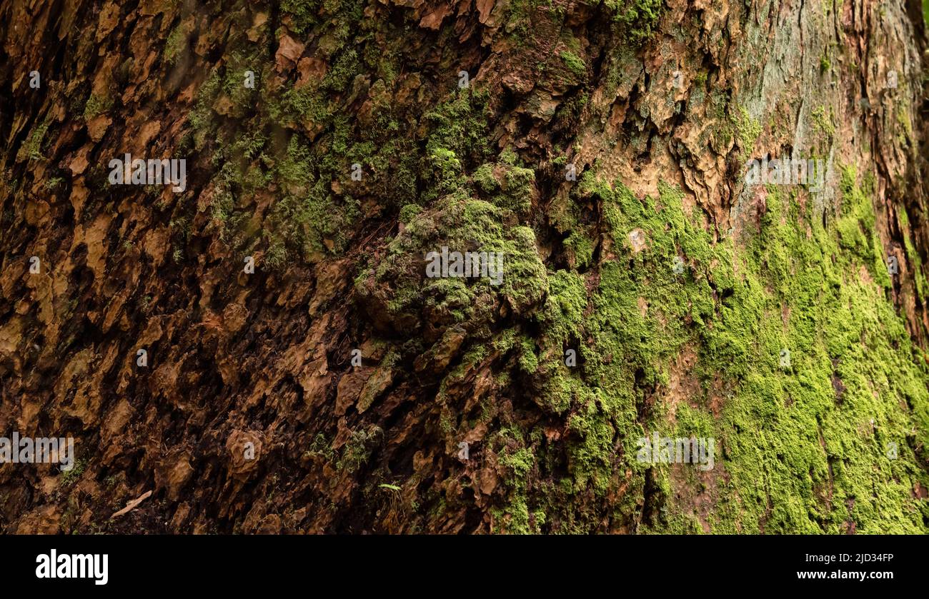 Tree Bark with moss. Close up background Stock Photo - Alamy