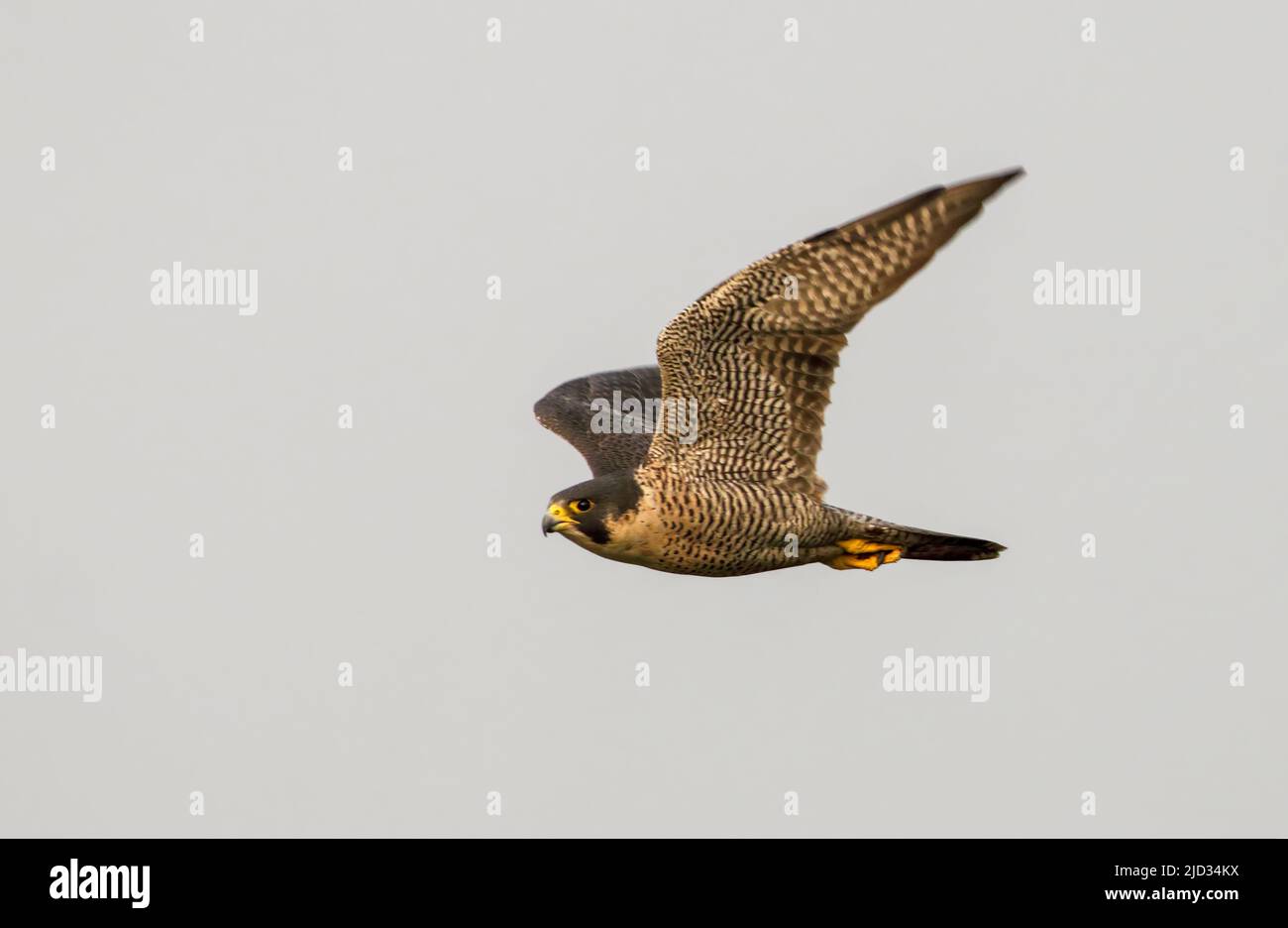 The peregrine falcon, also known as the peregrine, and historically as ...