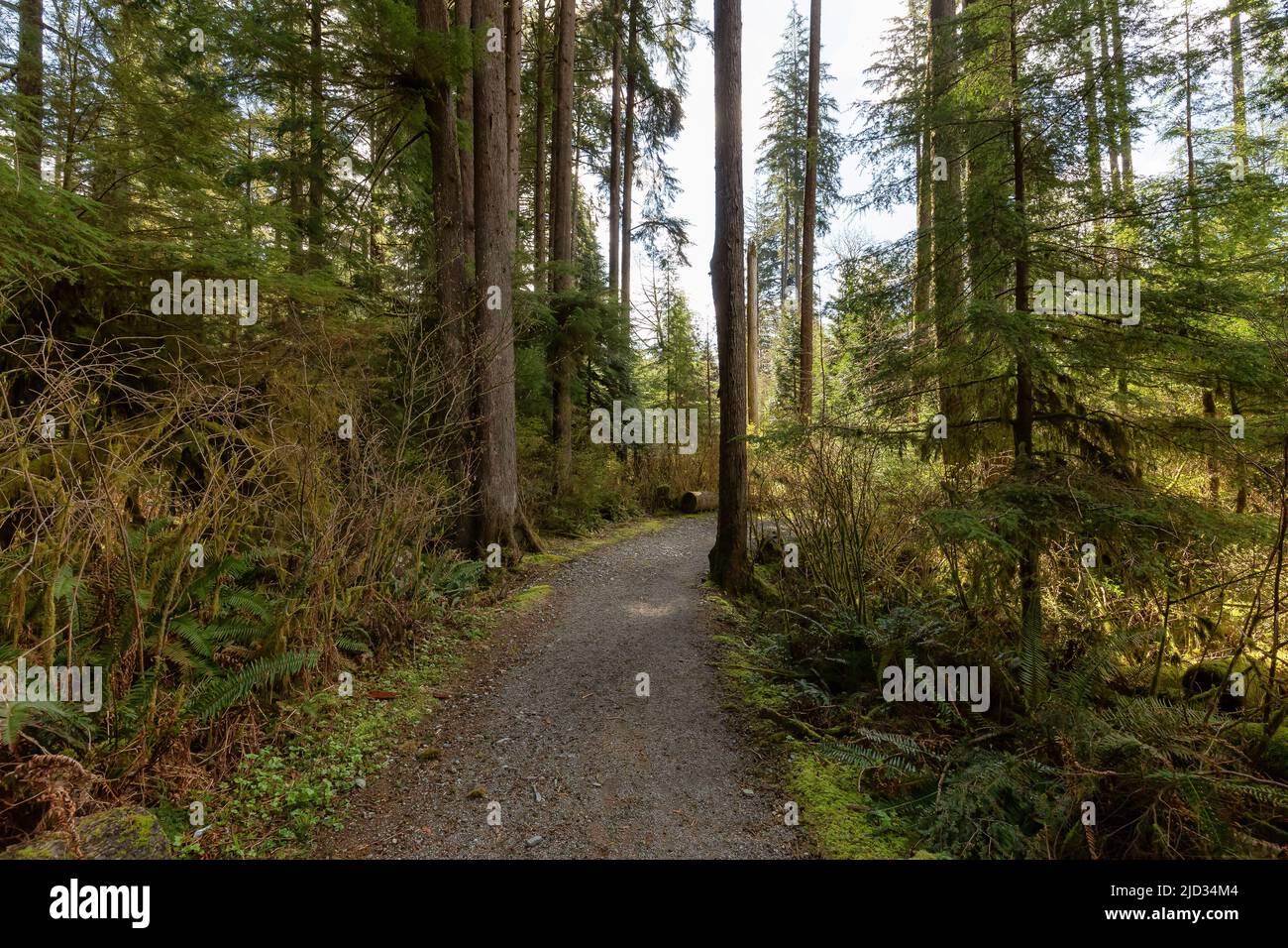 Hiking Trail in a vibrant forest with green trees Stock Photo - Alamy