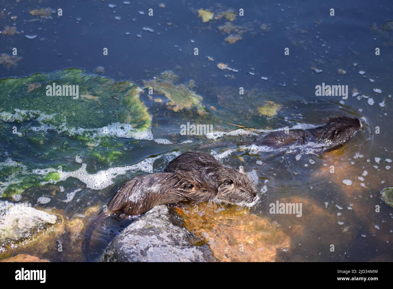 Nutria babies hi-res stock photography and images - Alamy