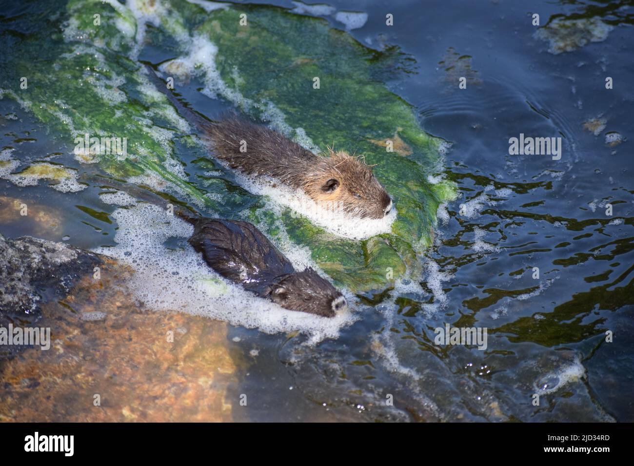 Nutria myocastor coypus underwater hi-res stock photography and images ...