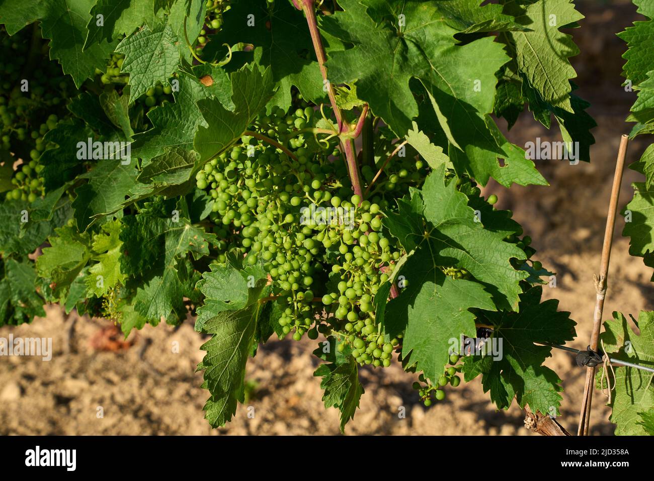 Vineyard and bunches of small grapes starting to grow before summer ...