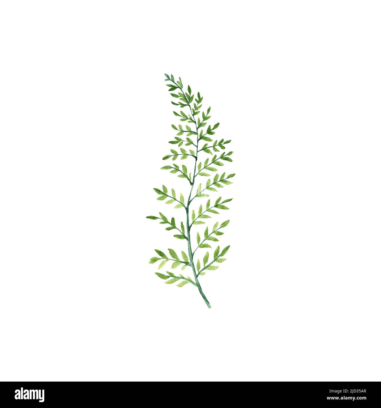 Green twig isolated on white background. Watercolor hand painted ...