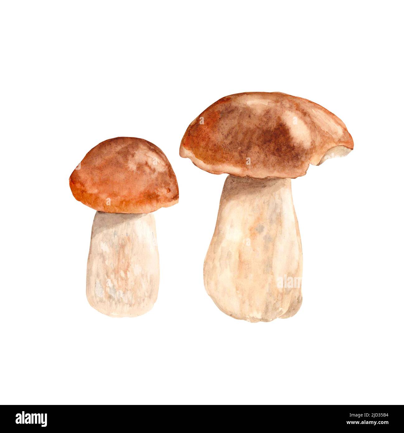 Porcini mushrooms isolated on white background. Watercolor illustration ...