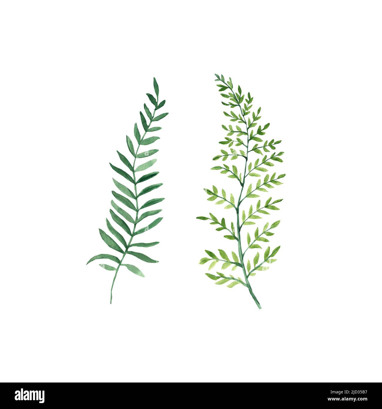 Green twigs isolated on white background. Watercolor hand painted ...