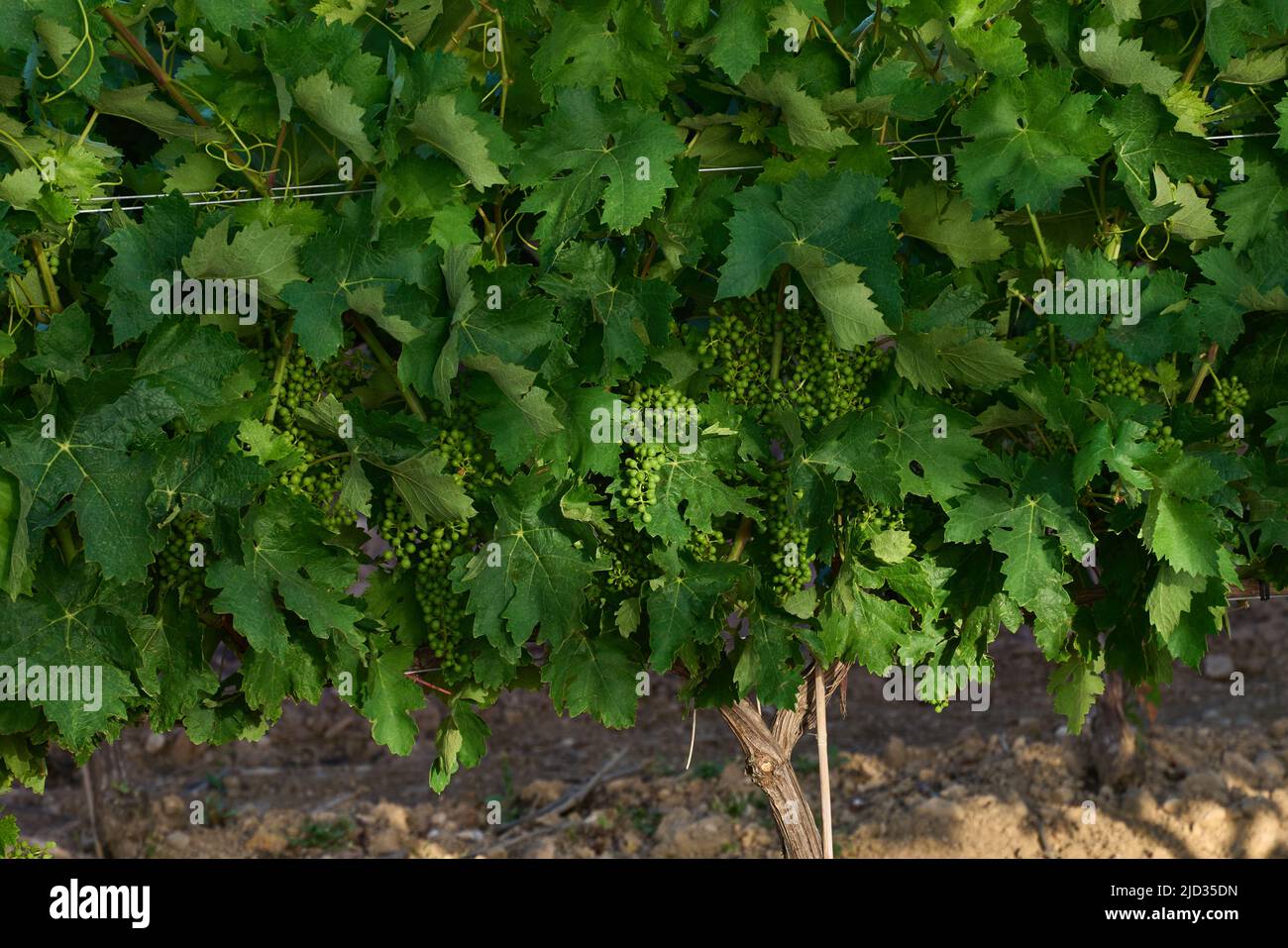 Vineyard and bunches of small grapes starting to grow before summer ...