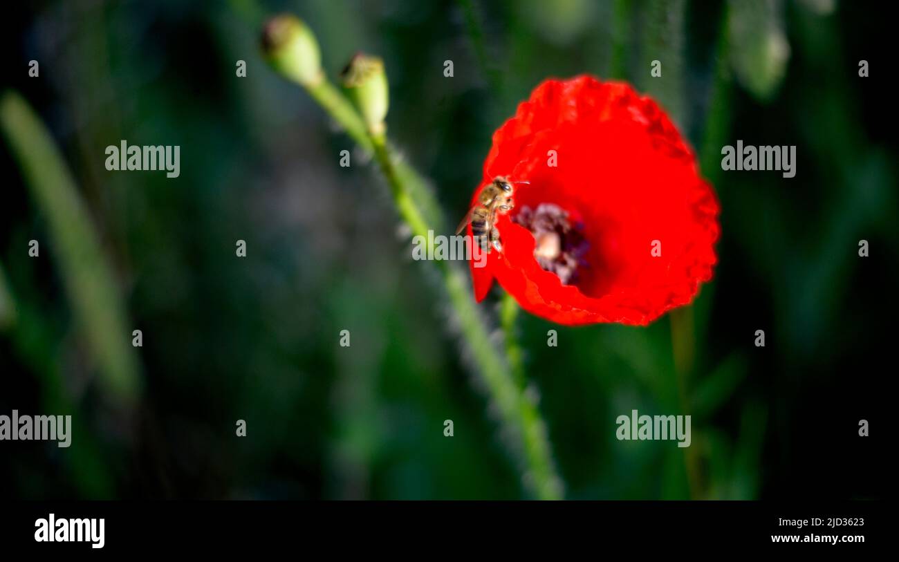 flying bee pollinating red poppy on june morning Stock Photo - Alamy