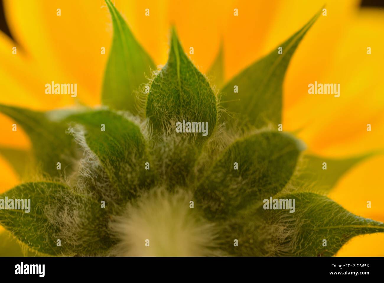 Image showing the underside of a perennial sunflower (Helianthus sp ...