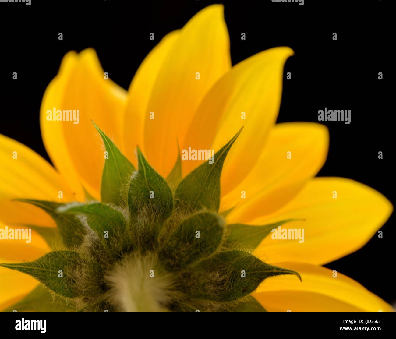 Image showing the underside of a perennial sunflower (Helianthus sp ...
