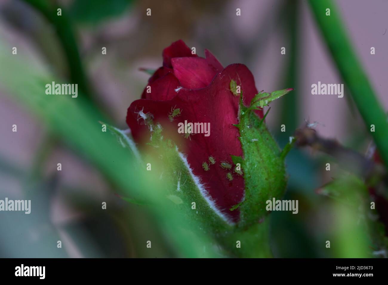 Rose bug disease hi-res stock photography and images - Alamy