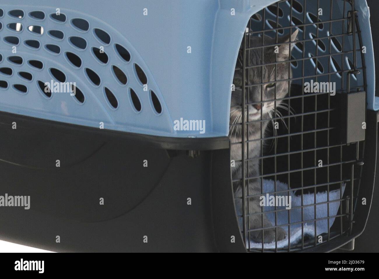 Washington DC, USA. 17th June, 2022. "Willow" the Biden's cat is taken ...