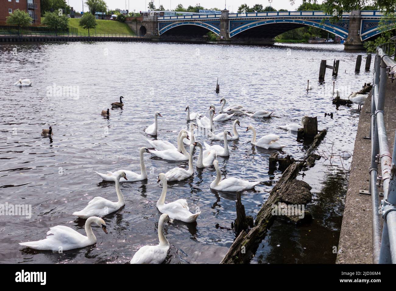 Plastic pollution. River Tees,Stockton,England,UK. Swans and geese ...