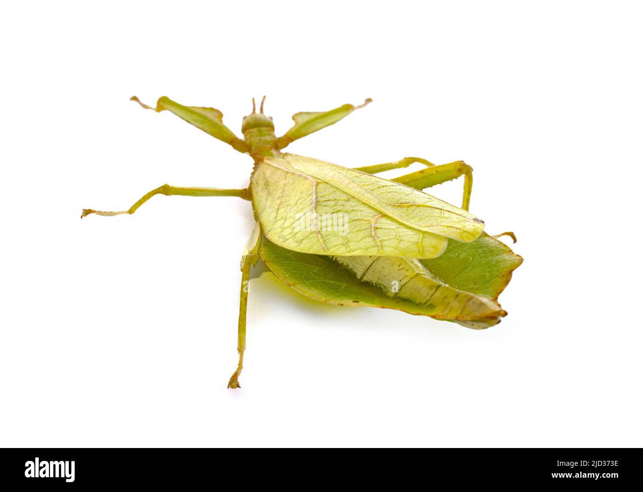 stick insect in front of white background Stock Photo - Alamy