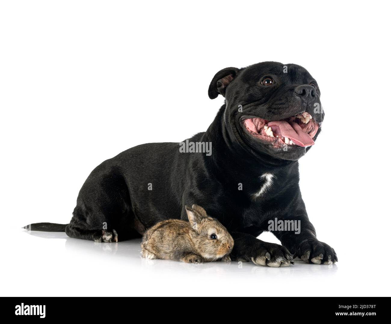 staffordshire bull terrier and rabbit in front of white background ...