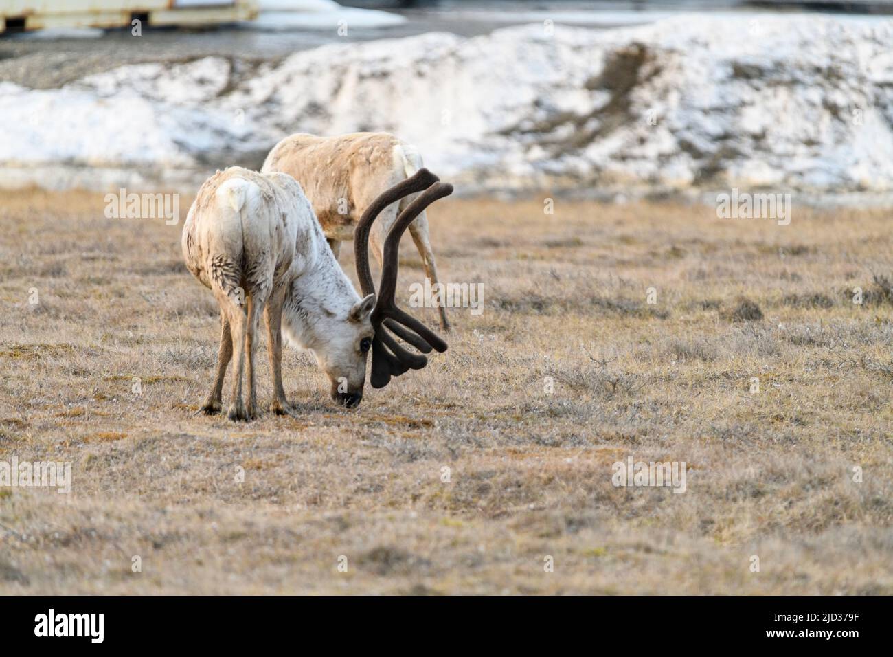 Alaska oil pipeline caribou hi-res stock photography and images - Alamy