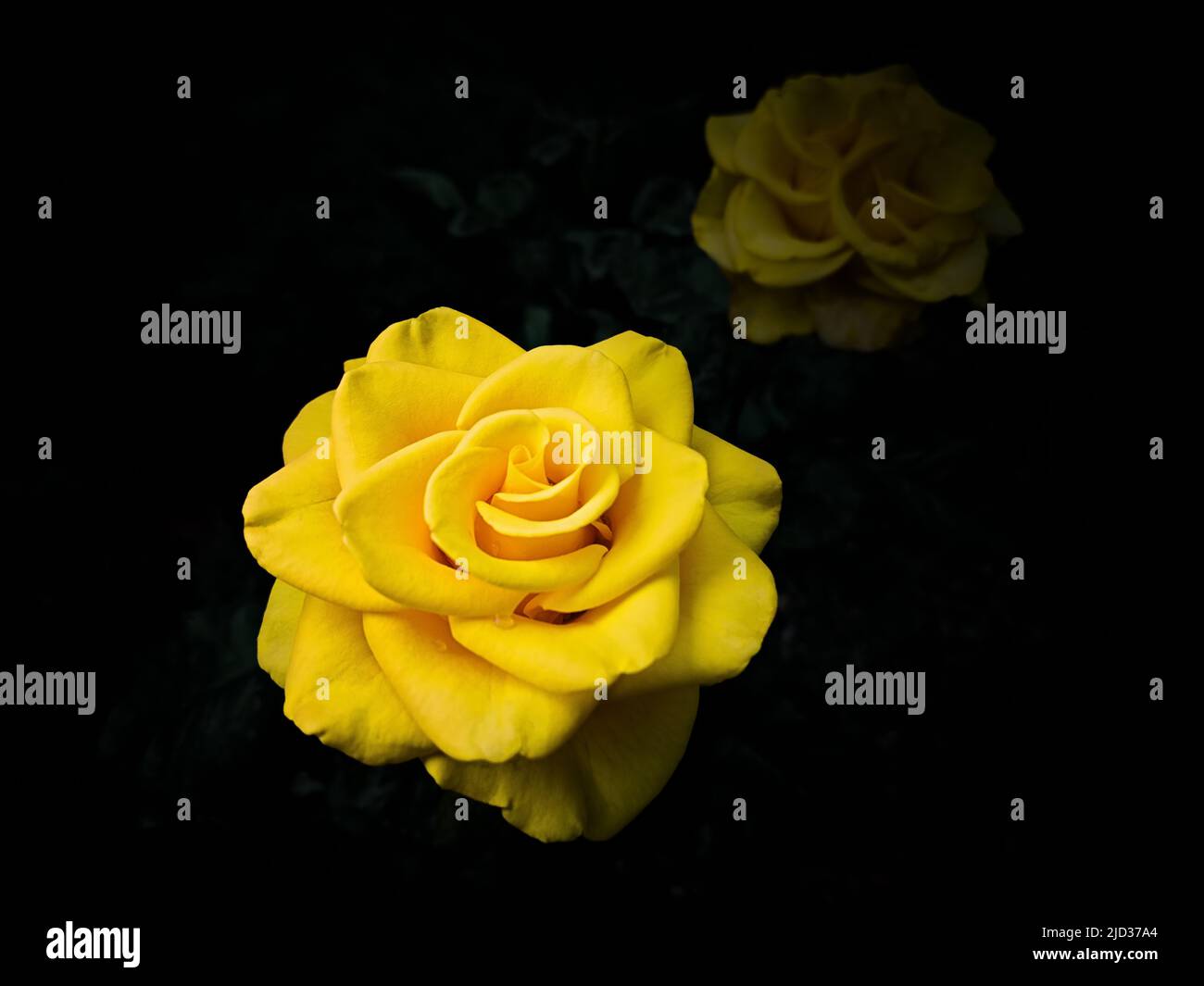 Two yellow roses on a black background, studio light Stock Photo - Alamy