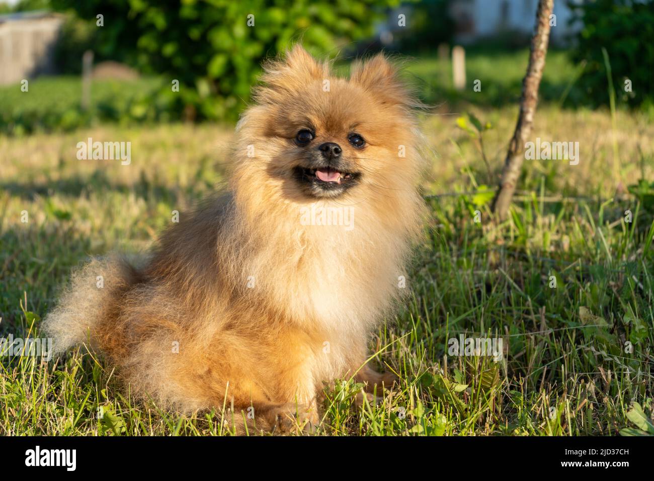 Little red dog breed Spitz sitting on the grass and look up Stock Photo ...