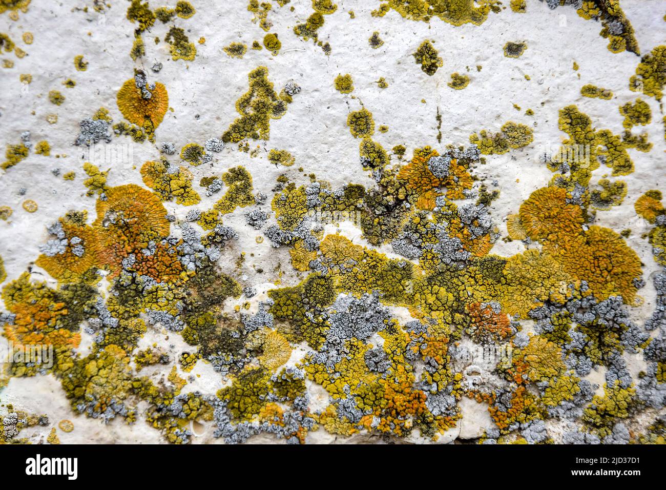 Aged wall of old building with multicolored moss, natural background ...
