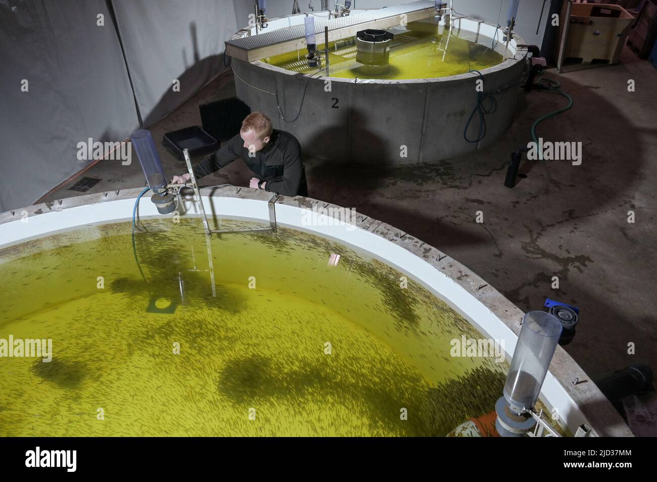 DENMARK, Jutland, Hirtshals, company Danish Salmon, landbased salmon ...